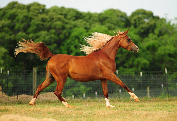 CAVALLO ARABO