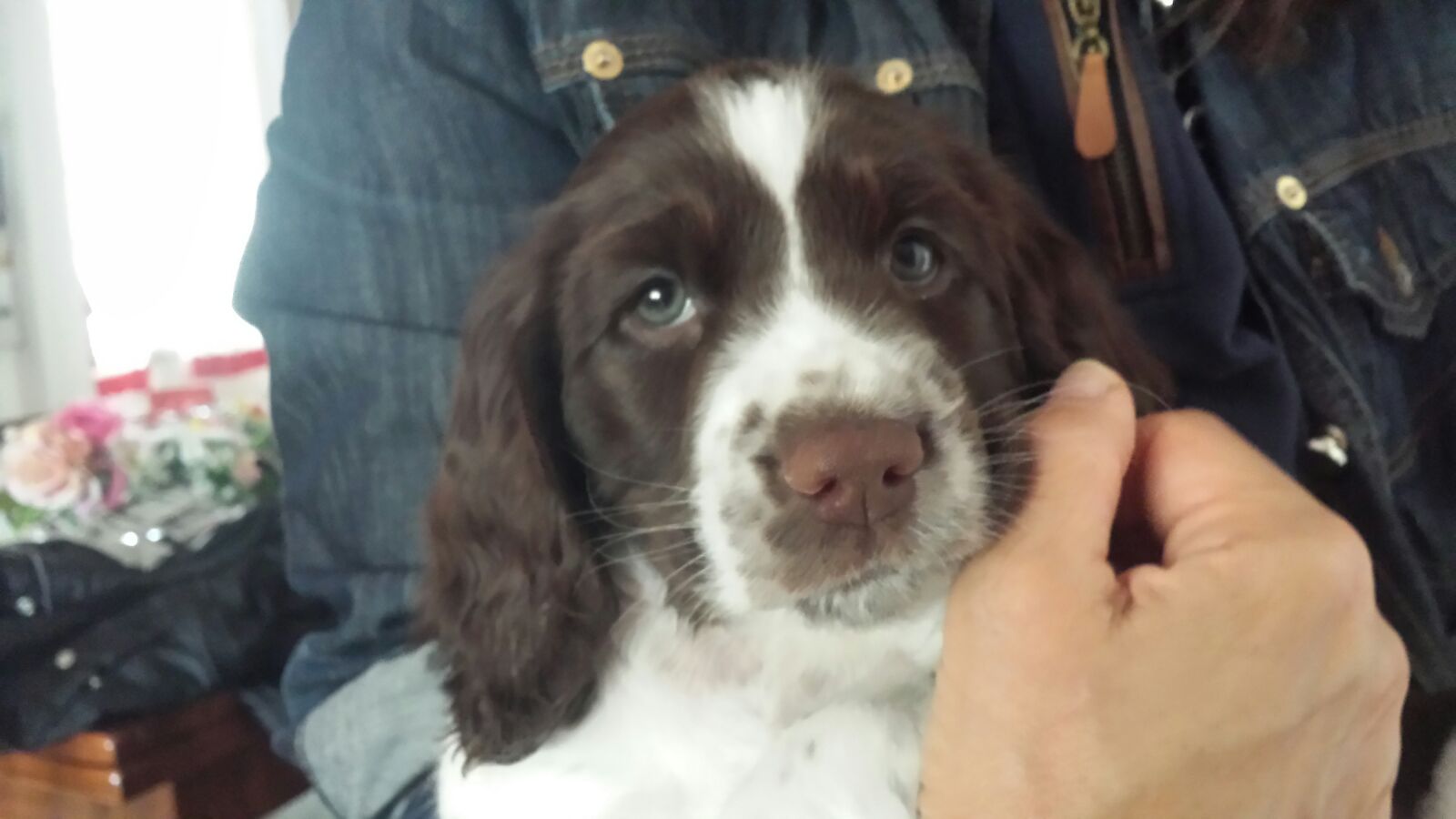 VENDESI CUCCIOLE DI SPRINGER SPANIEL INGLESE