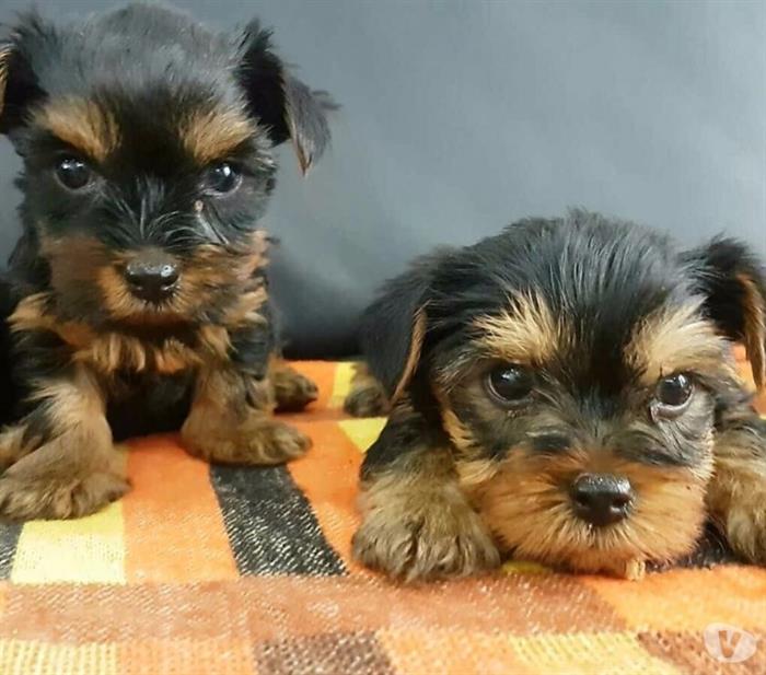 YORKSHIRE TERRIER