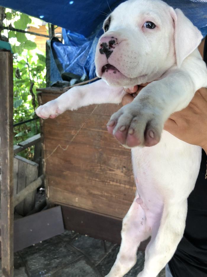 DOGO ARGENTINO