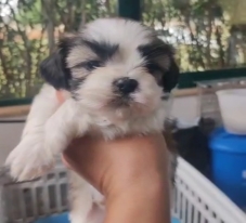 Shitzu shih tzu 