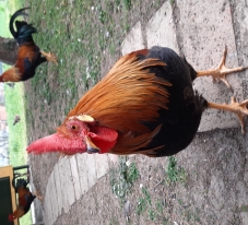 Gallo Livorno Collo Oro 