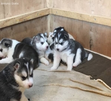 Cuccioli di Siberian Husky occhi azzurri.