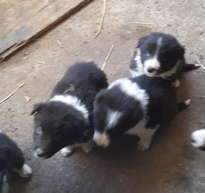 CUCCIOLI BORDER COLLIE