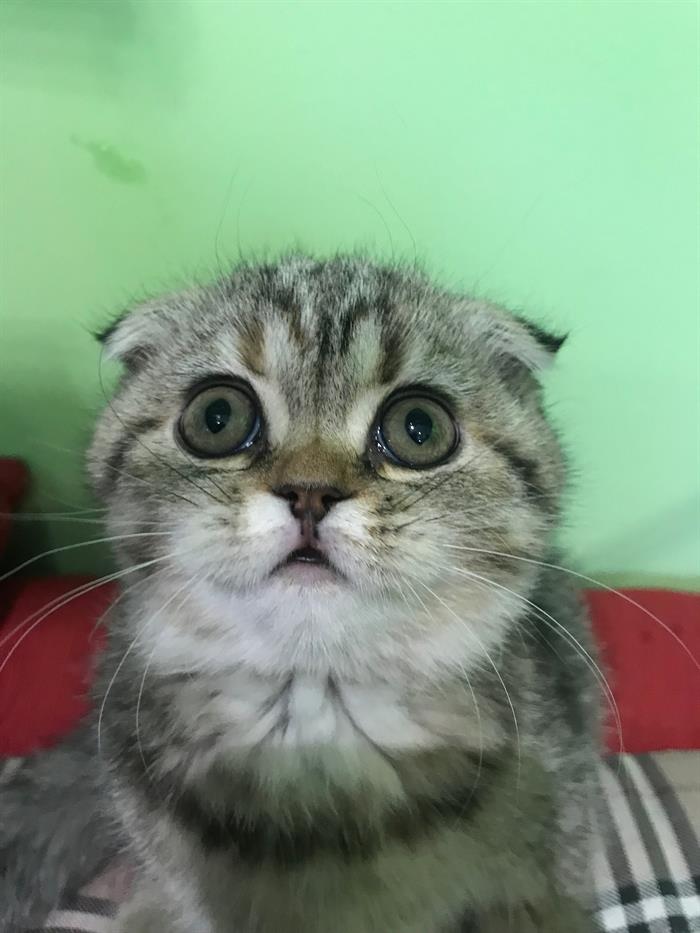 SCOTTISH FOLD CHEYENNE FEMMINA TRICOLORE