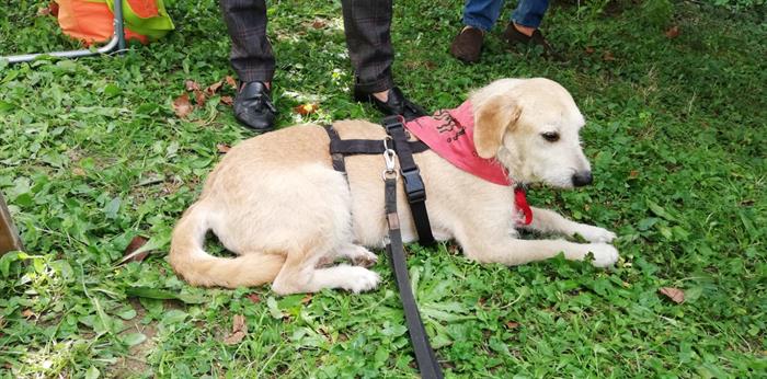 SPINONE ITALIANO IN ADOZIONE FIDO 19 KG