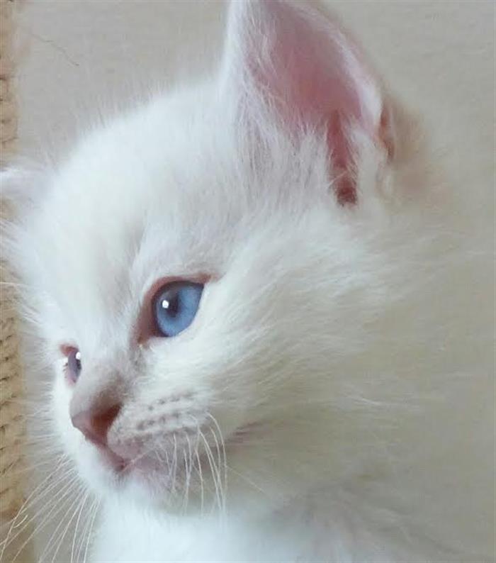 CUCCIOLI RAGDOLL CON PEDIGREE