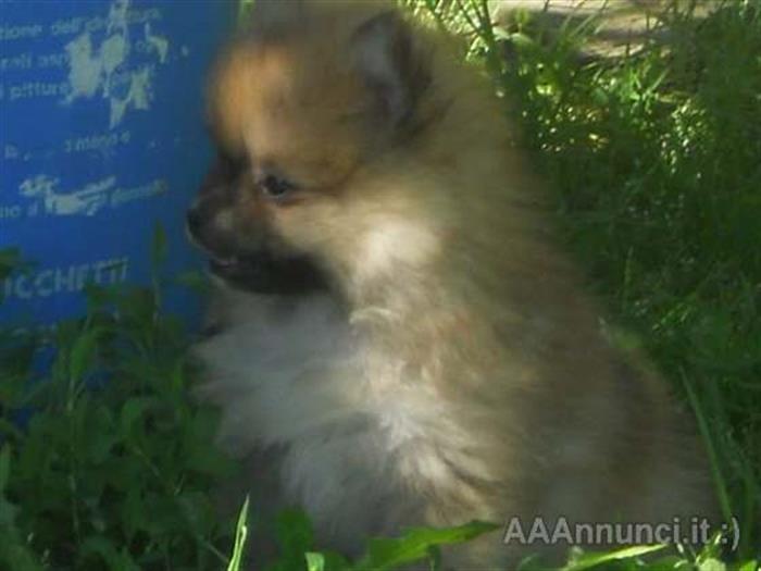 CUCCIOLI VOLPINI DI POMERANIA TOY