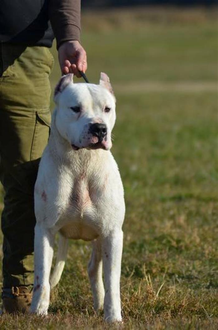 DOGO ARGENTINO CUCCIOLI