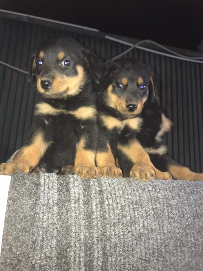 ULTIMI DUE CUCCIOLI DI ROTTWEILER FEMMINA