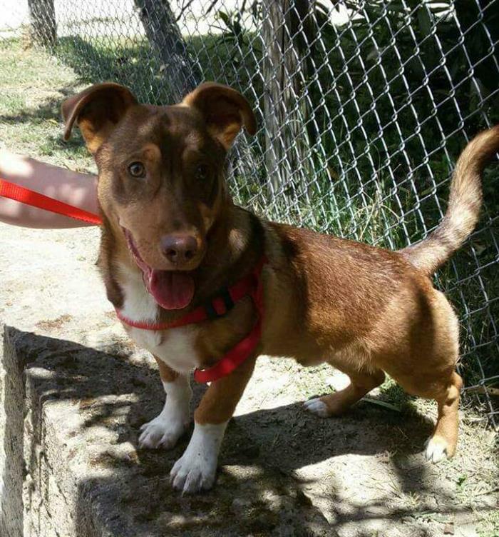 BULLO CANE TAGLIA PICCOLA