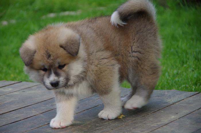 CUCCIOLI DI AKITA INU AMERICANO