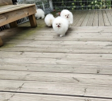 Cuccioli di mini pomeraniani per Natale