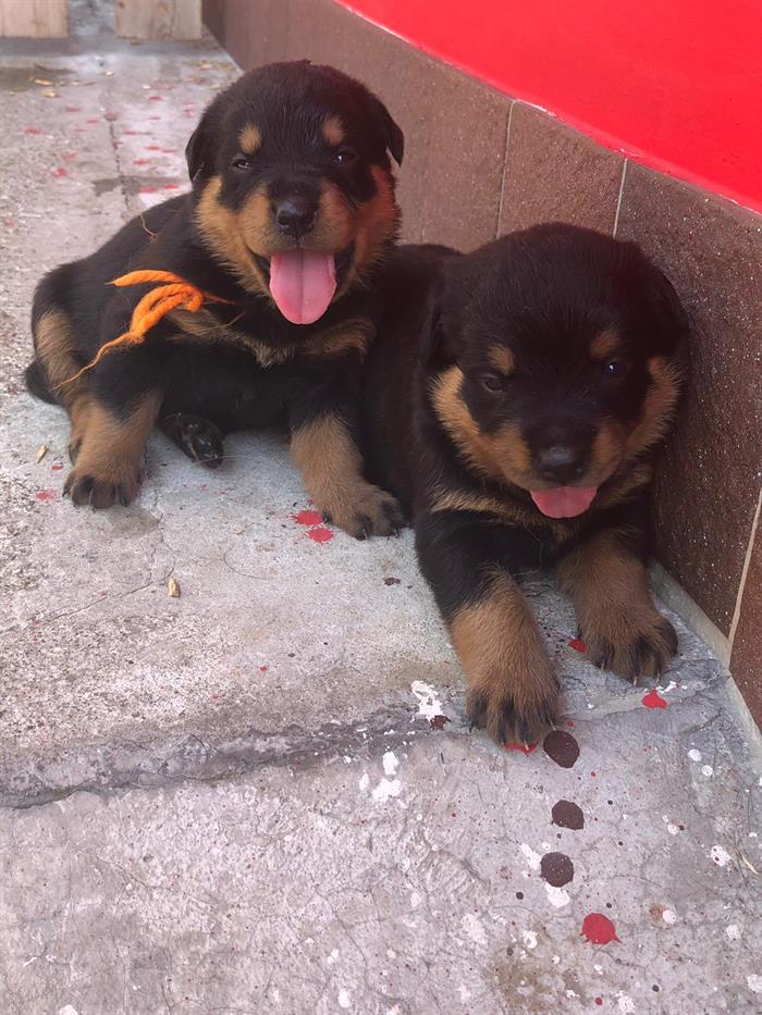 CUCCIOLI ROTTWEILER