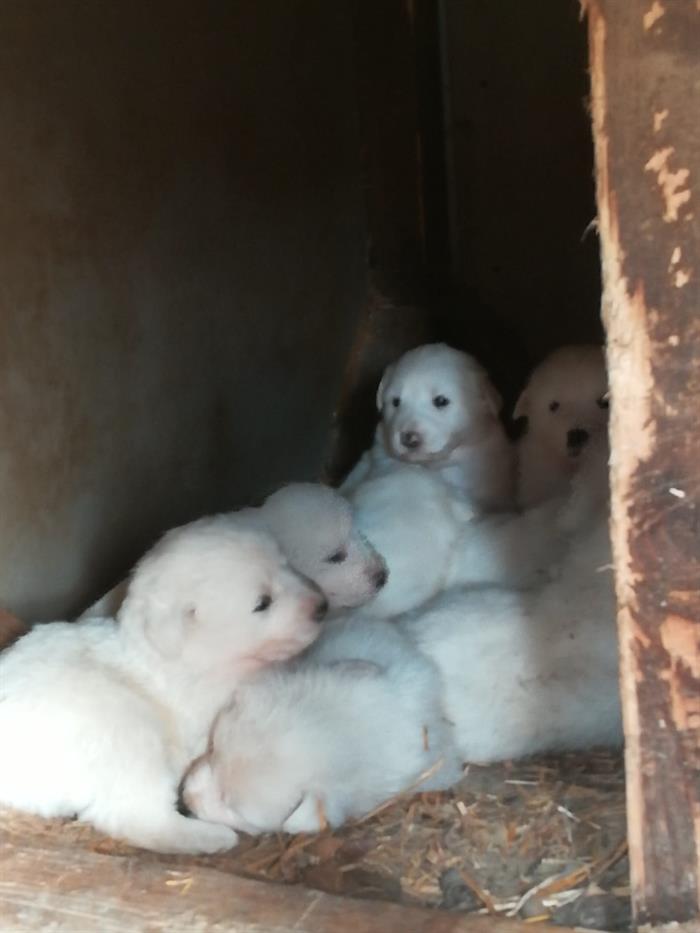 CUCCIOLI DI PASTORE MAREMMANO ABBRUZZESE