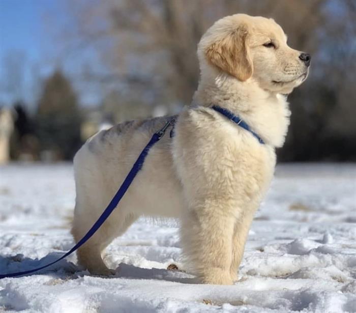 CUCCIOLI DI GOLDEN RETRIEVER CON PEDIGREE