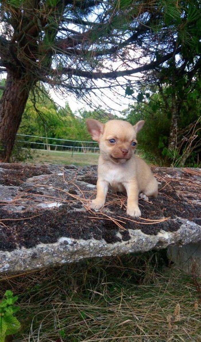 CHIHUAHUA