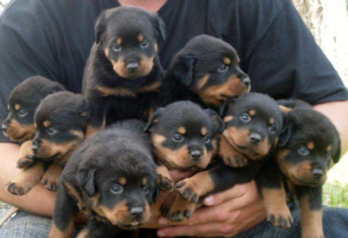 CUCCIOLI DI ROTTWEILER CON AFFISSO ENCI