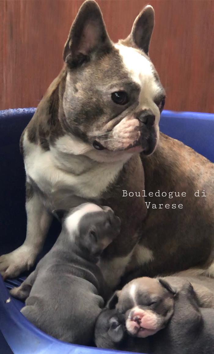 BULLDOG FRANCESE ESOTICO BLUE