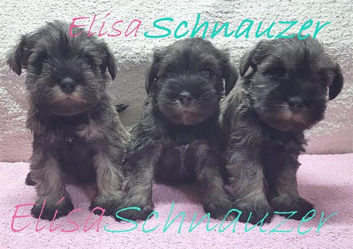 SCHNAUZER NANO PEPE E SALE