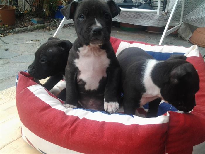 AMERICAN STAFFORDSHIRE TERRIER CUCCIOLI