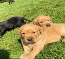 OTTIENI cuccioli di Labrador MASCHIO E FEMMINA