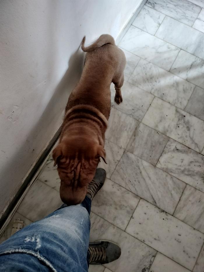 CUCCIOLO DI SHAR-PEI NANO DI NOVE MESI