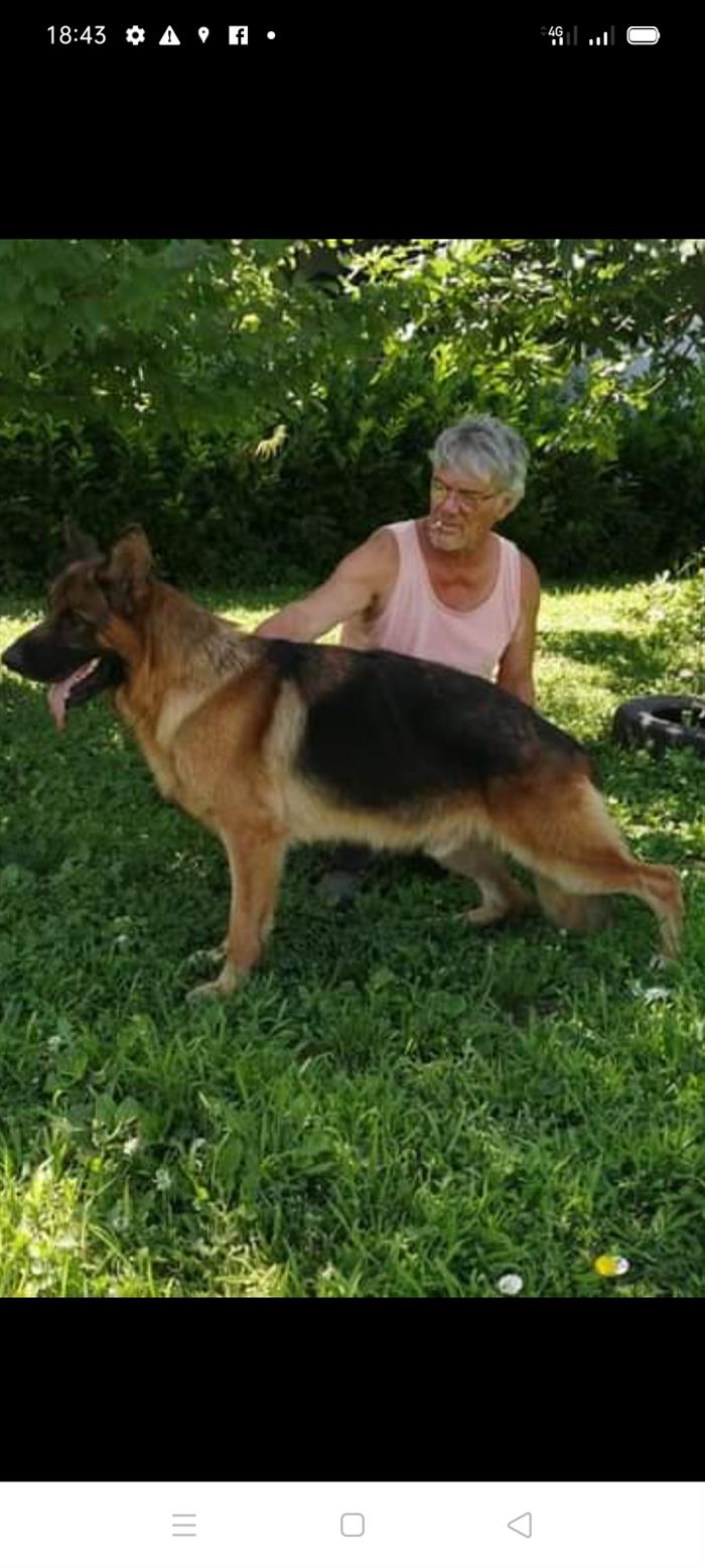 PASTORE TEDESCO MASCHIO 4 ANNI