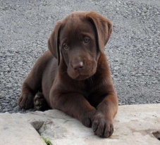  Disponibili tre cuccioli di Labrador Retriever