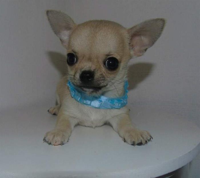 CHIHUAHUA MINI MASCHIETTO