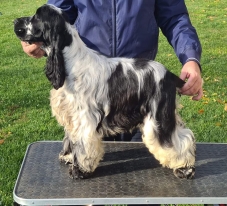 cocker spaniel inglese