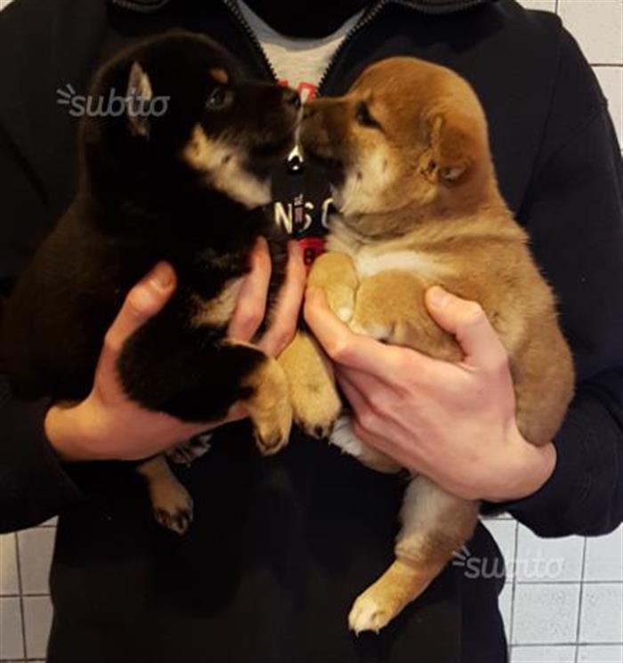 SHIBA INU CUCCIOLI