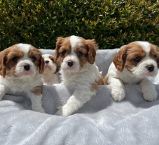 Bellissimi cuccioli di Cavalier King Charles Spaniel