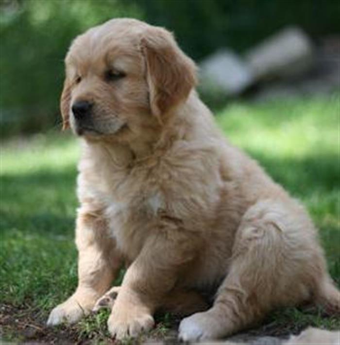 CUCCIOLI GOLDEN RETRIEVER ALTA GENEALOGIA