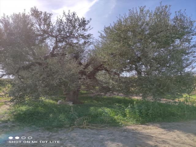 Terreno agricolo in vendita a cerignola via melfi