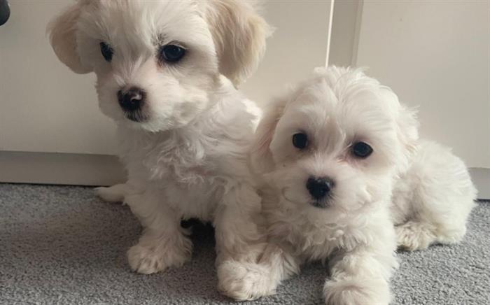 CUCCIOLI MALTESI BIANCO GHIACCIO