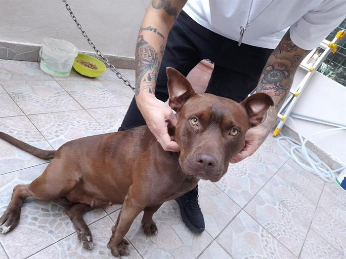 PITBULL FEMMINA 2 ANNI NUTELLA IN ADOZIONE