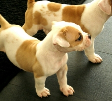 Cuccioli di Bulldog americani