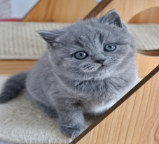 british shorthair