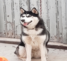 Husky siberian 