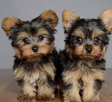 cuccioli di Yorkie 