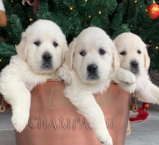 Splendidi cuccioli di Golden Retriever !!!