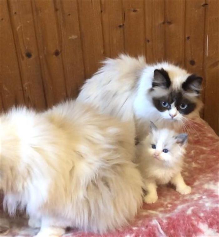 RAGDOLL GATTINI