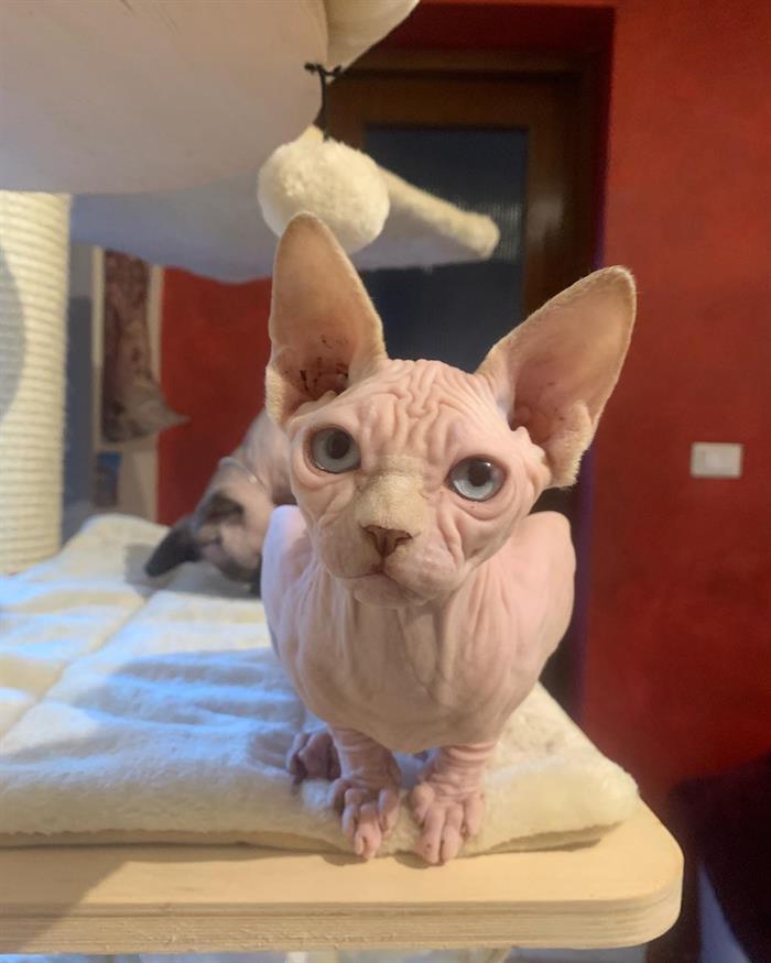 GATTI SPHYNX CON PEDIGREE ANFI