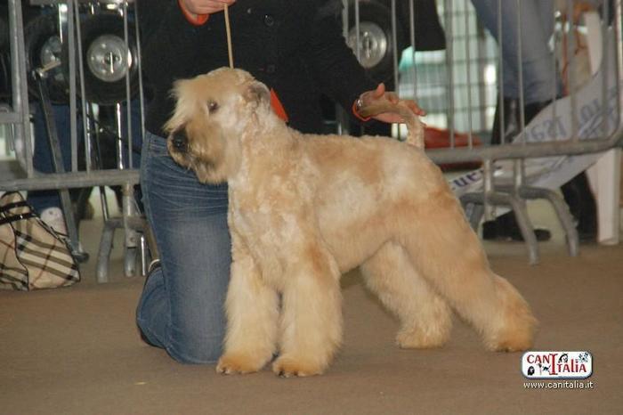 IRISH SOFT COATED WHEATEN TERRIER