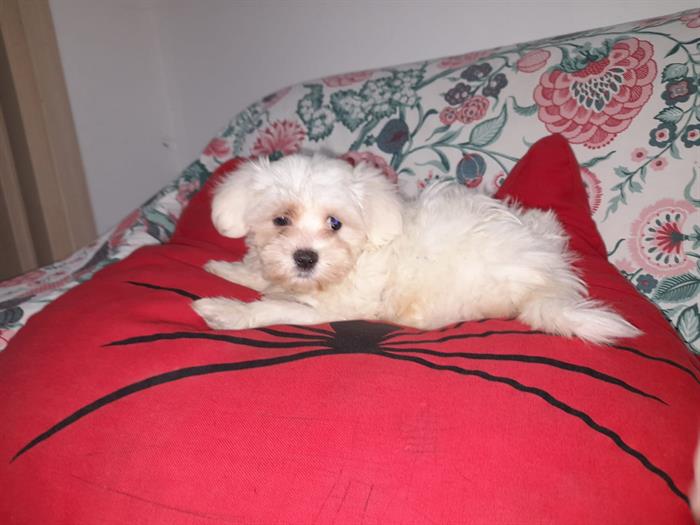 MALTESE MINI TOY