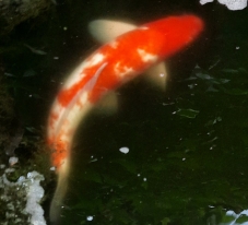 Vendita carpa Koi