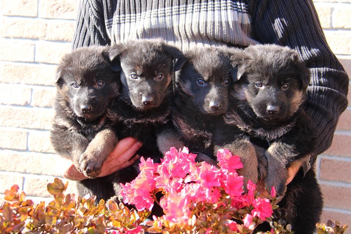 DUE CUCCIOLI MASCHI DI PASTORE TEDESCO