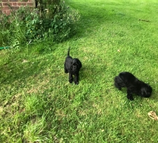 Cocker spaniel americani