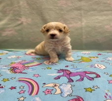 Maltipoo dolcissimo 